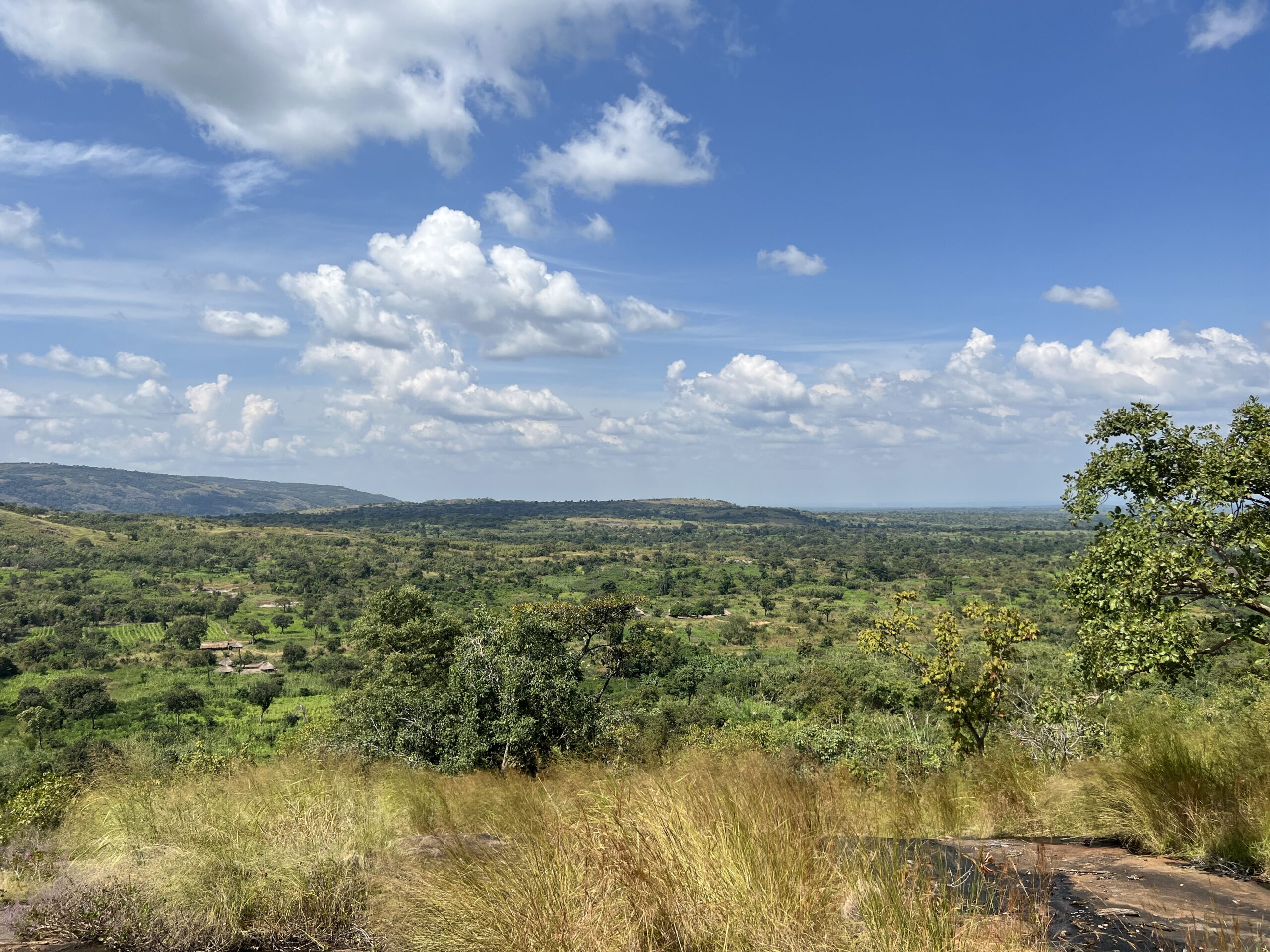 From degradation to restoration – Green Environ Forestry in Uganda ...